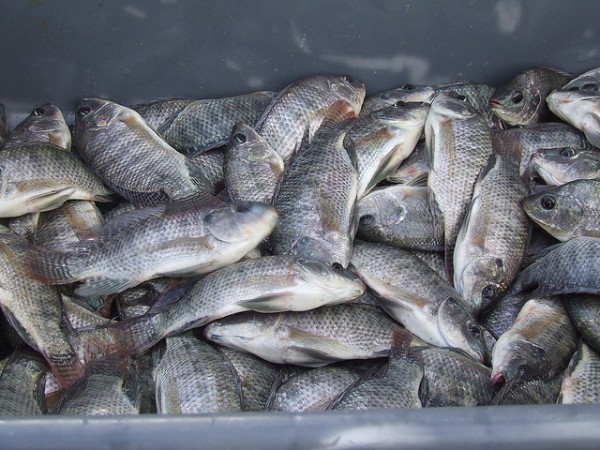 Le poisson frais est-il vraiment frais? — Mon Epicier Bio